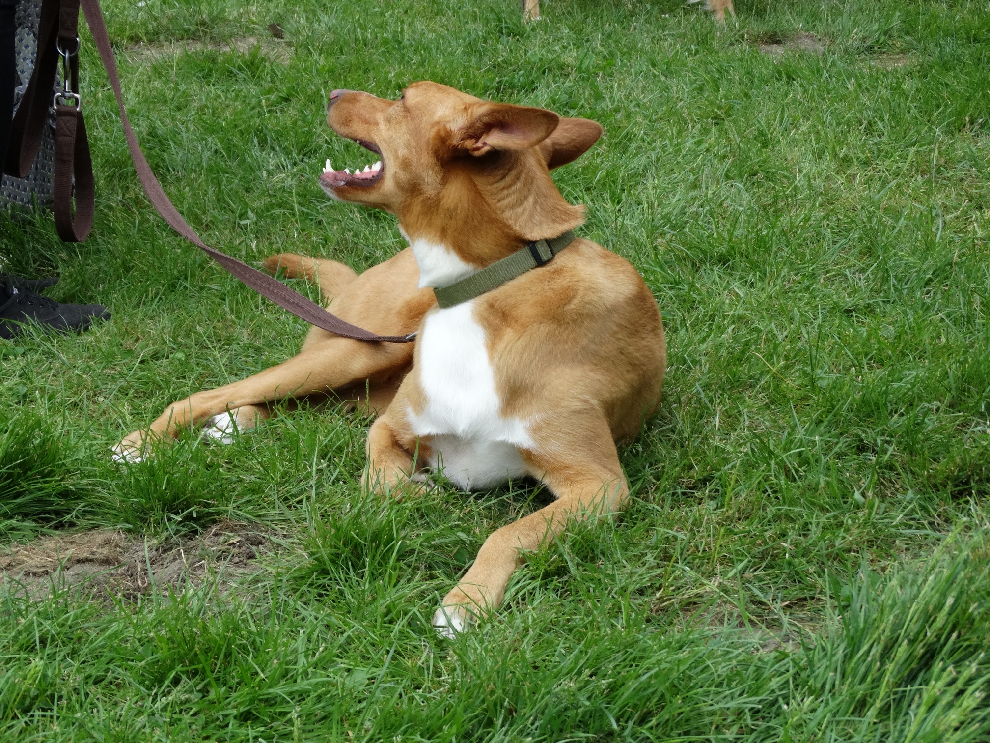 Hund Bellt Am Zaun Rechtslage